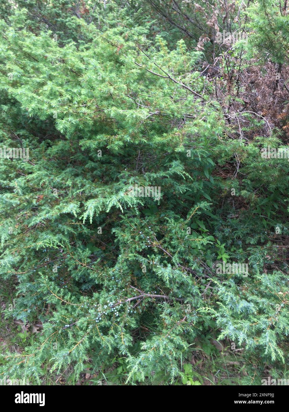 common juniper (Juniperus communis) Plantae Stock Photo - Alamy