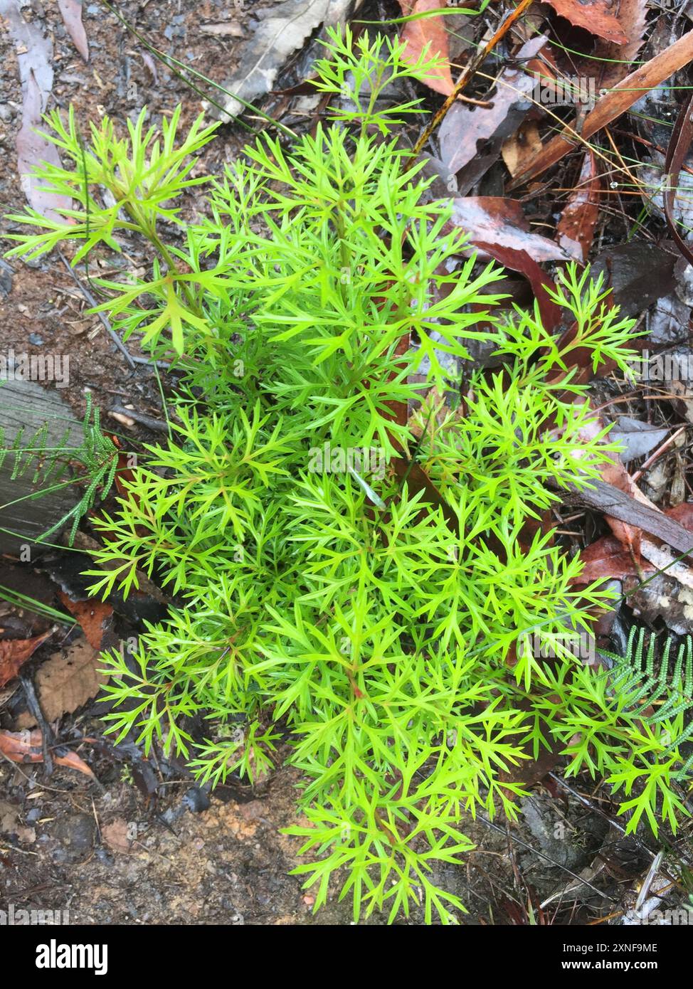 Protea family (Proteaceae) Plantae Stock Photo - Alamy
