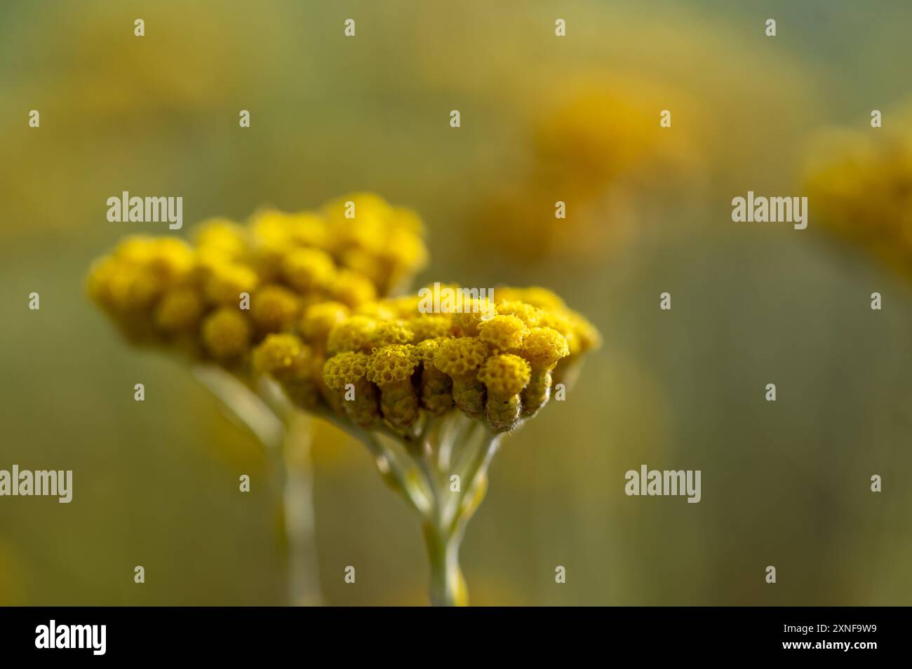 Detail of yellow flowers of immortelle or everlasting (Helichrysum ...