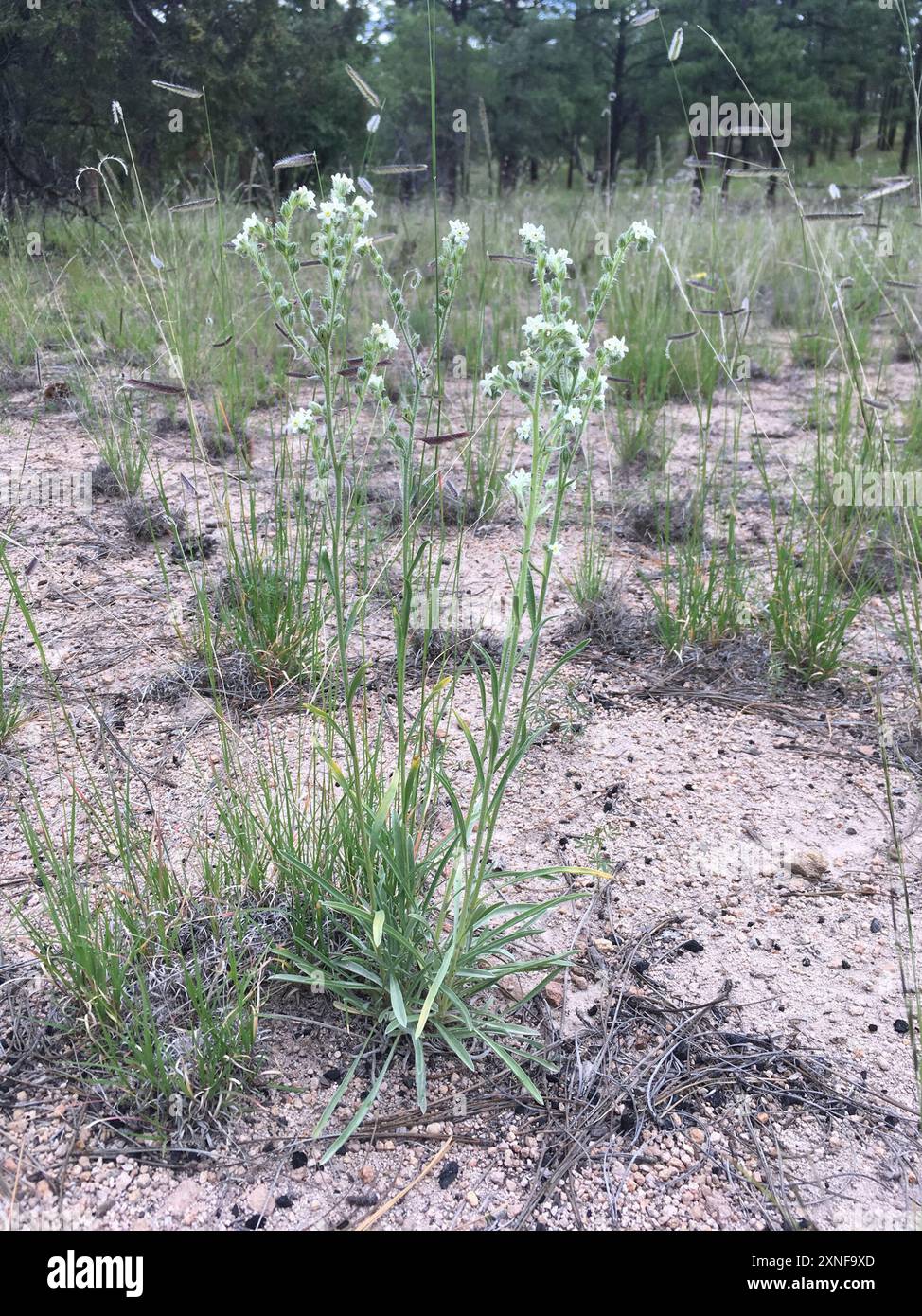 James' Cryptantha (Oreocarya suffruticosa setosa) Plantae Stock Photo ...