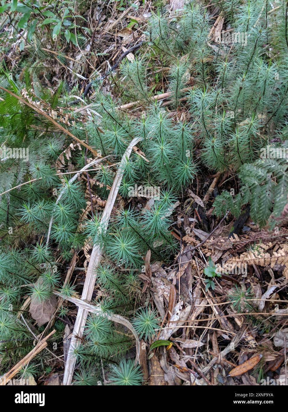 giant moss (Dawsonia superba) Plantae Stock Photo - Alamy