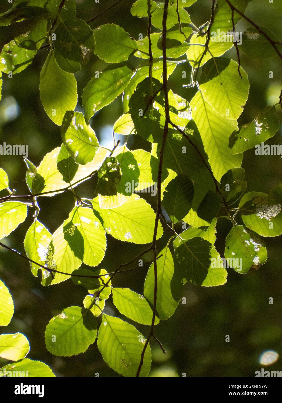 white alder (Alnus rhombifolia) Plantae Stock Photo - Alamy