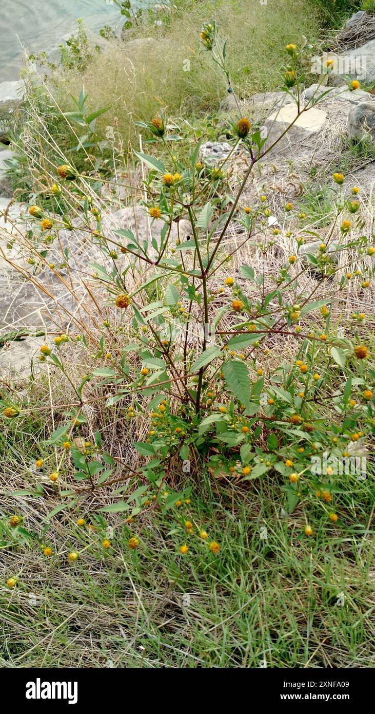 Devil's Beggarticks (Bidens frondosa) Plantae Stock Photo - Alamy
