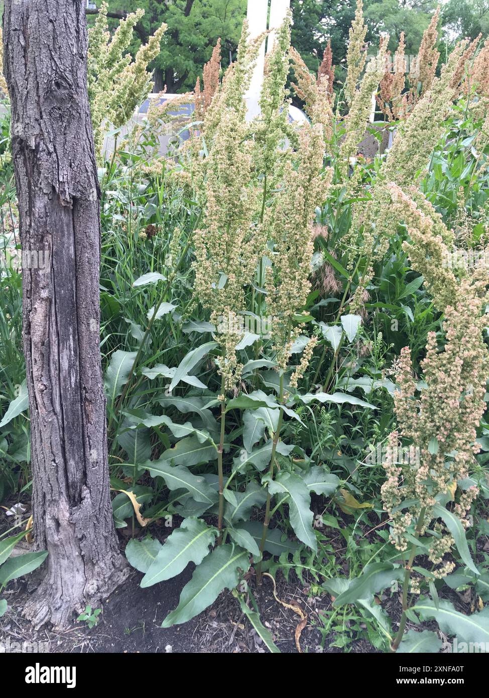Patience Dock (Rumex patientia) Plantae Stock Photo - Alamy