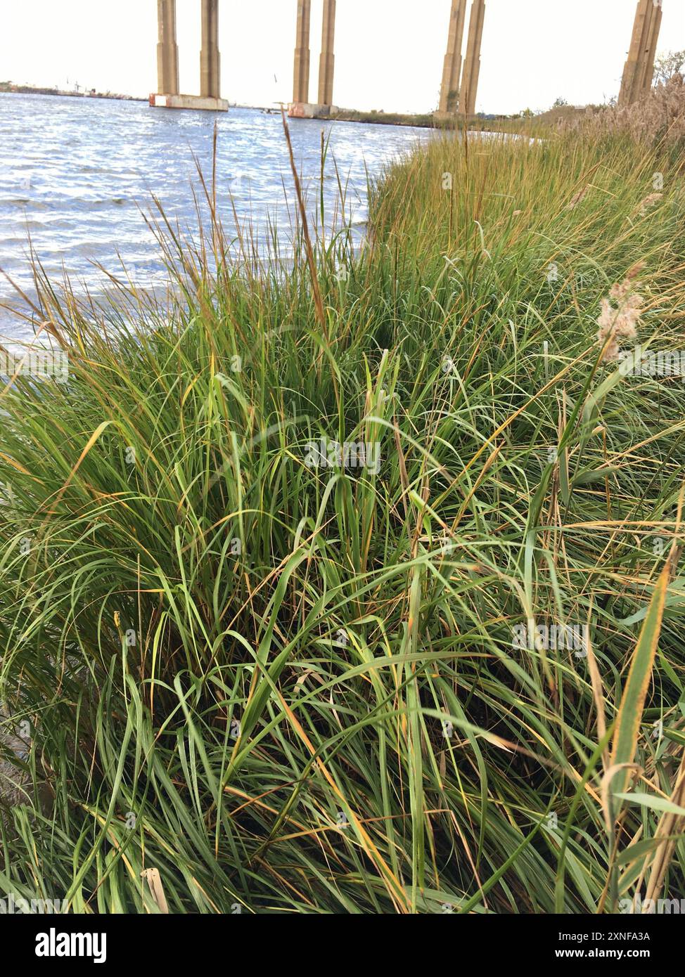 Saltmarsh Cordgrass (Sporobolus alterniflorus) Plantae Stock Photo - Alamy