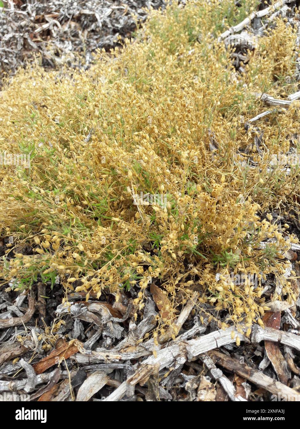 Rock Sea-spurrey (Spergularia rupicola) Plantae Stock Photo - Alamy