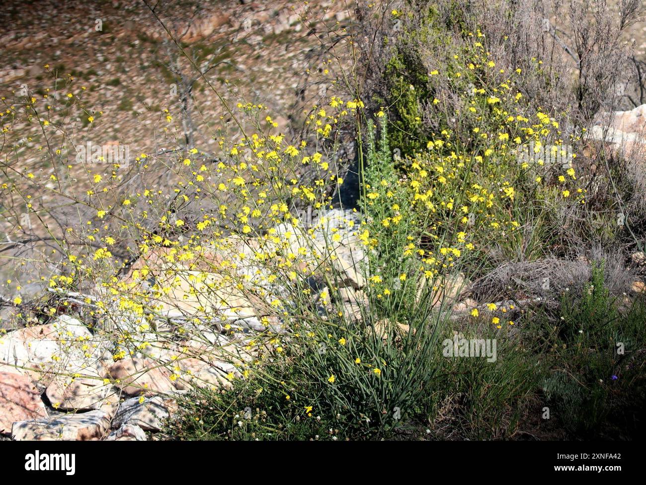 Fivetooth Babooncabbage (Othonna quinquedentata) Plantae Stock Photo ...