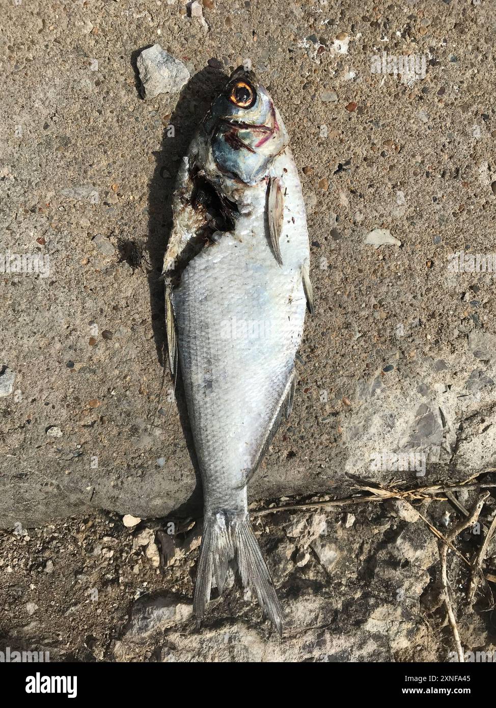 American gizzard shad hi-res stock photography and images - Alamy