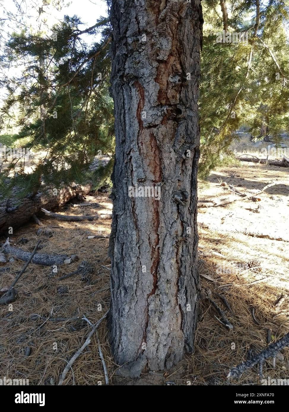 white fir (Abies concolor) Plantae Stock Photo - Alamy