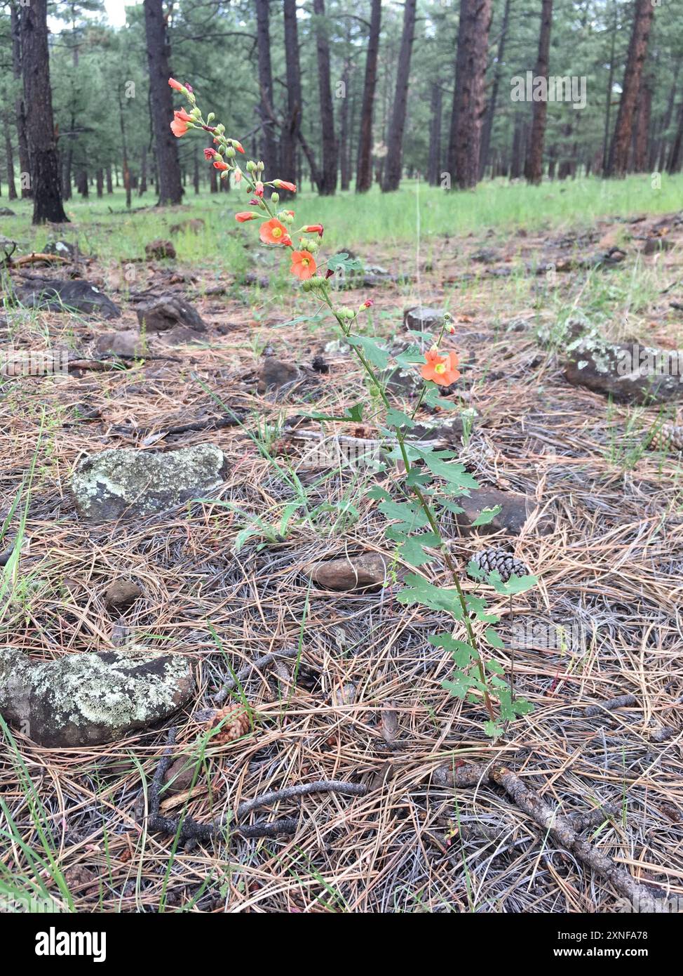 Fendler's Globemallow (Sphaeralcea fendleri) Plantae Stock Photo - Alamy