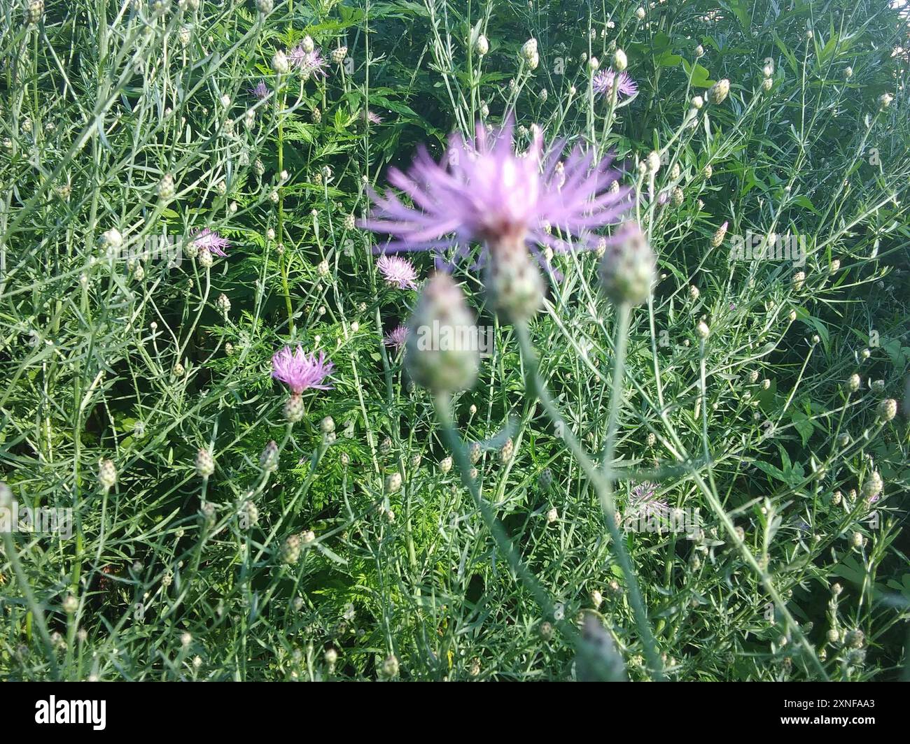 spotted knapweed (Centaurea stoebe) Plantae Stock Photo - Alamy