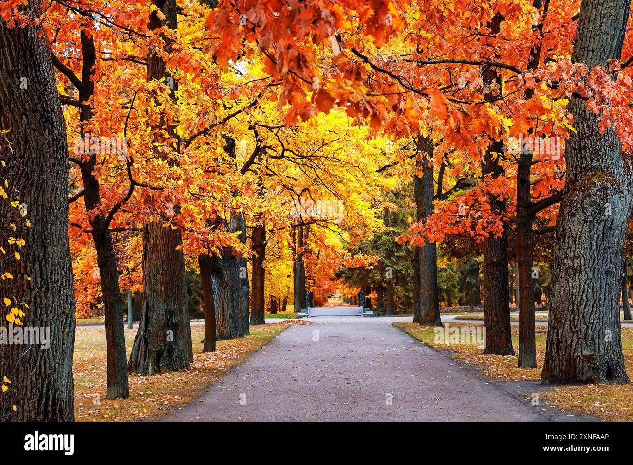 Path Colors Grass Trees