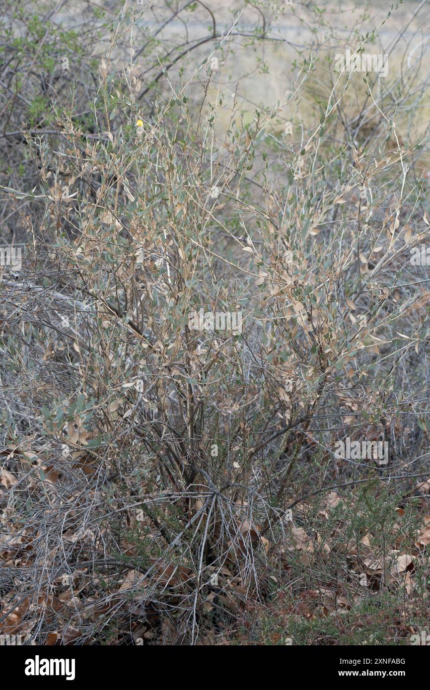 Bush Poppy (Dendromecon rigida) Plantae Stock Photo - Alamy