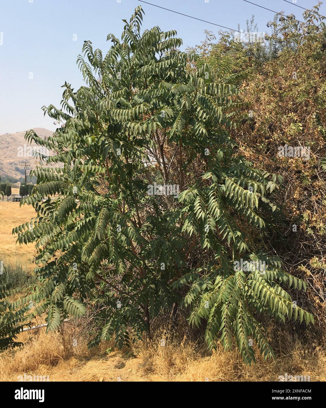 tree-of-heaven (Ailanthus altissima) Plantae Stock Photo - Alamy