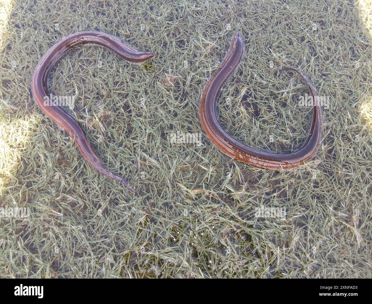 Asian Swamp Eel (Monopterus albus) Actinopterygii Stock Photo - Alamy