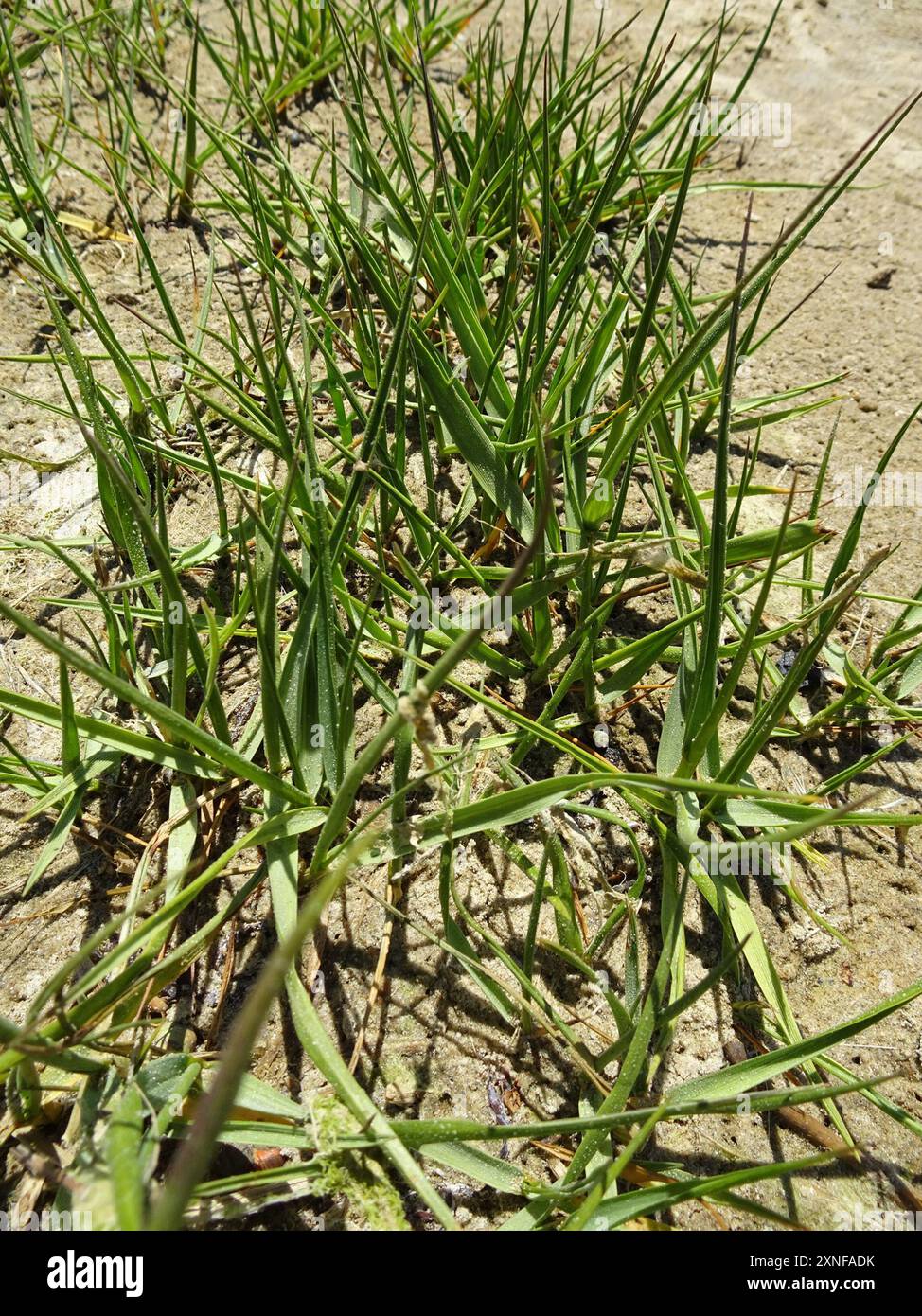 common cordgrass (Sporobolus anglicus) Plantae Stock Photo - Alamy