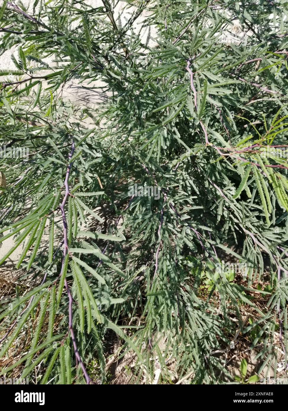 mesquites (Neltuma) Plantae Stock Photo - Alamy