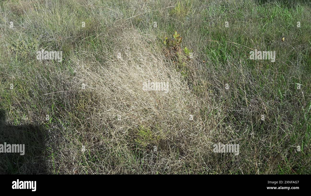 Purple Threeawn (Aristida purpurea) Plantae Stock Photo - Alamy