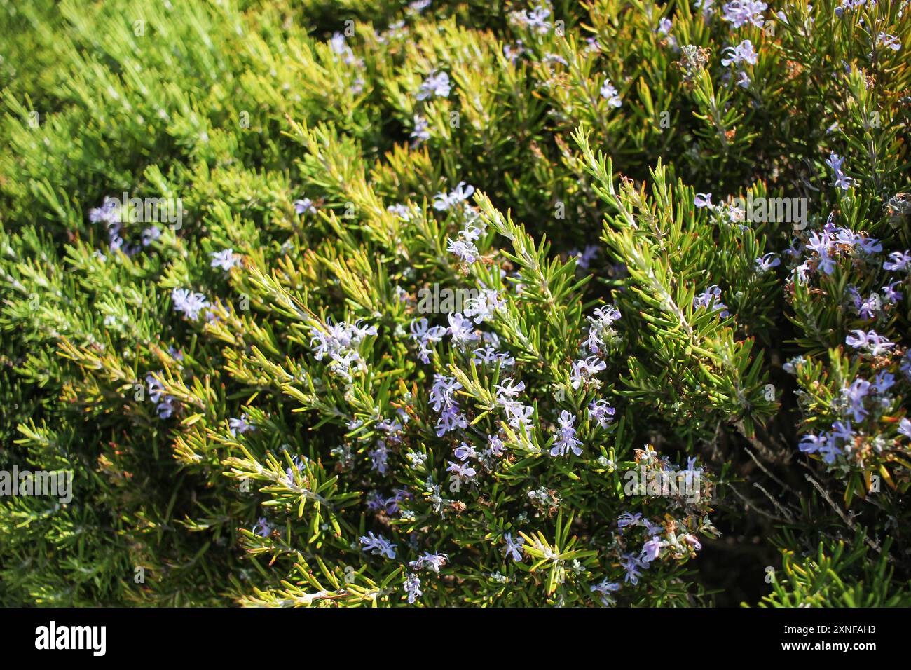 Grass with flowers hi-res stock photography and images - Alamy