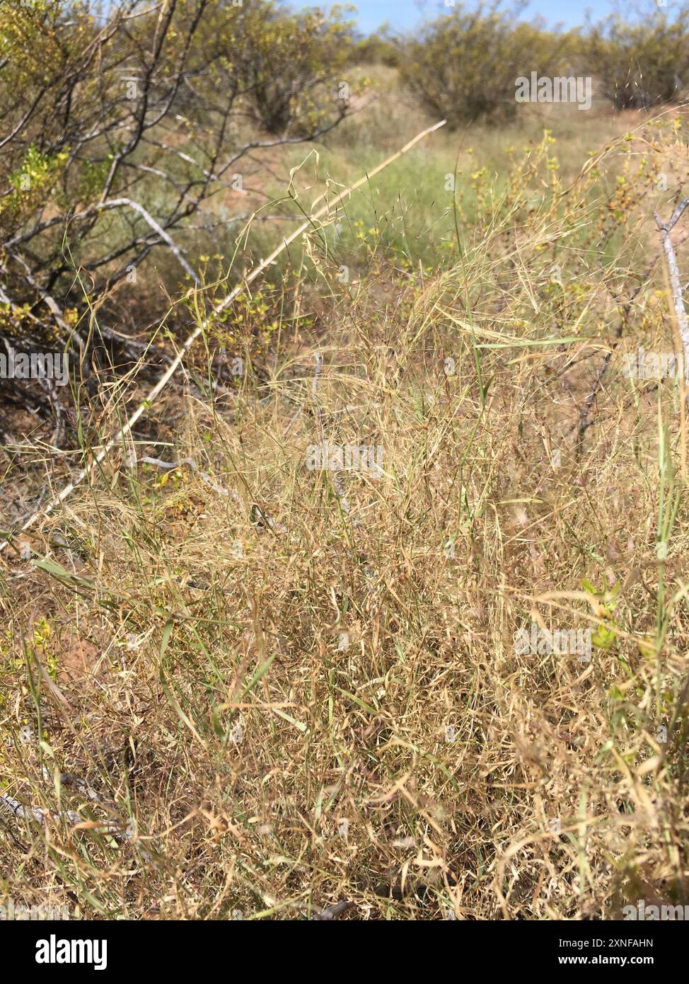 Bush Muhly (Muhlenbergia porteri) Plantae Stock Photo - Alamy