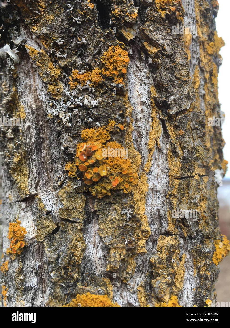 Pin-cushion Sunburst Lichen (Polycauliona polycarpa) Fungi Stock Photo ...