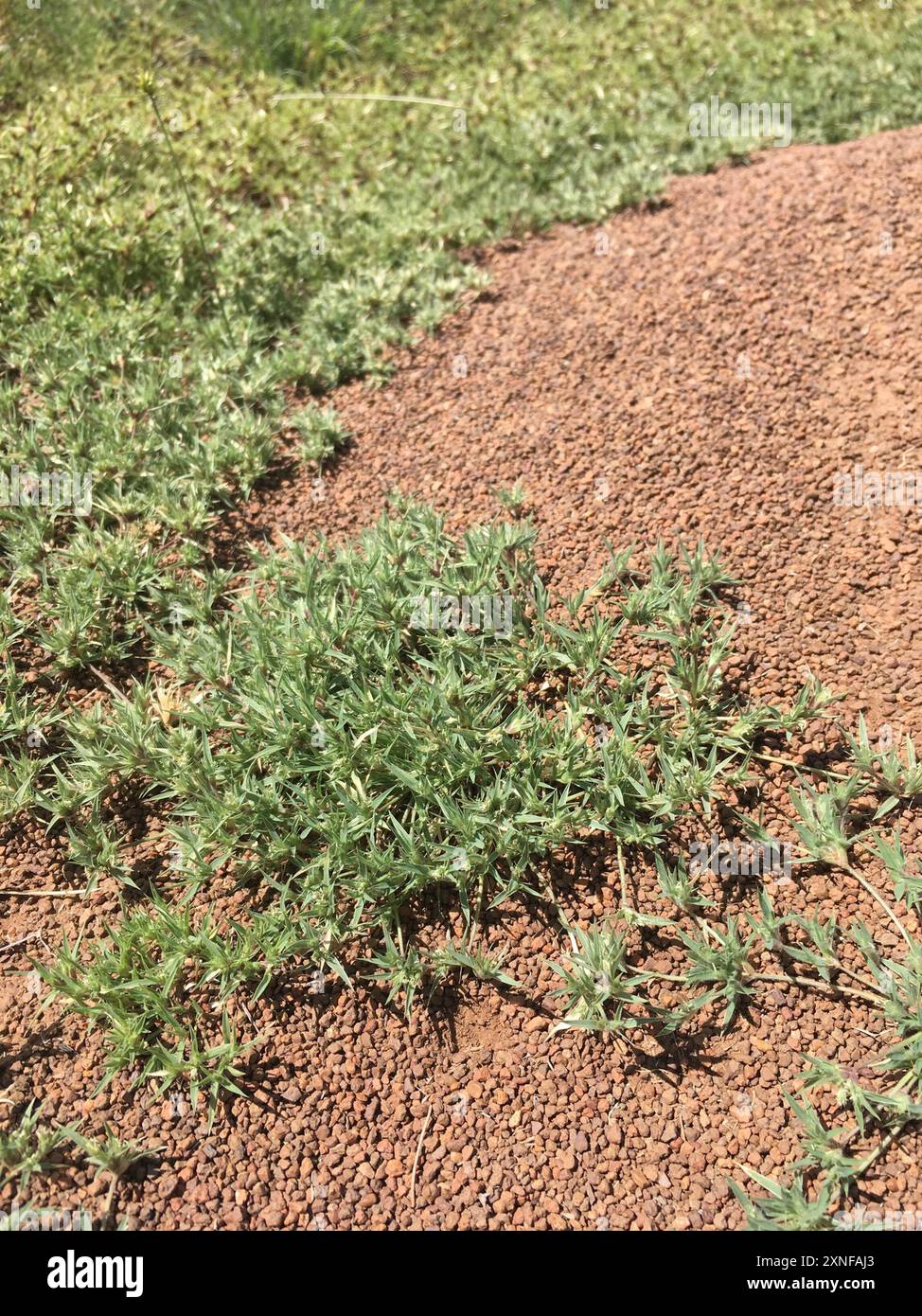 False Buffalograss (Munroa squarrosa) Plantae Stock Photo - Alamy