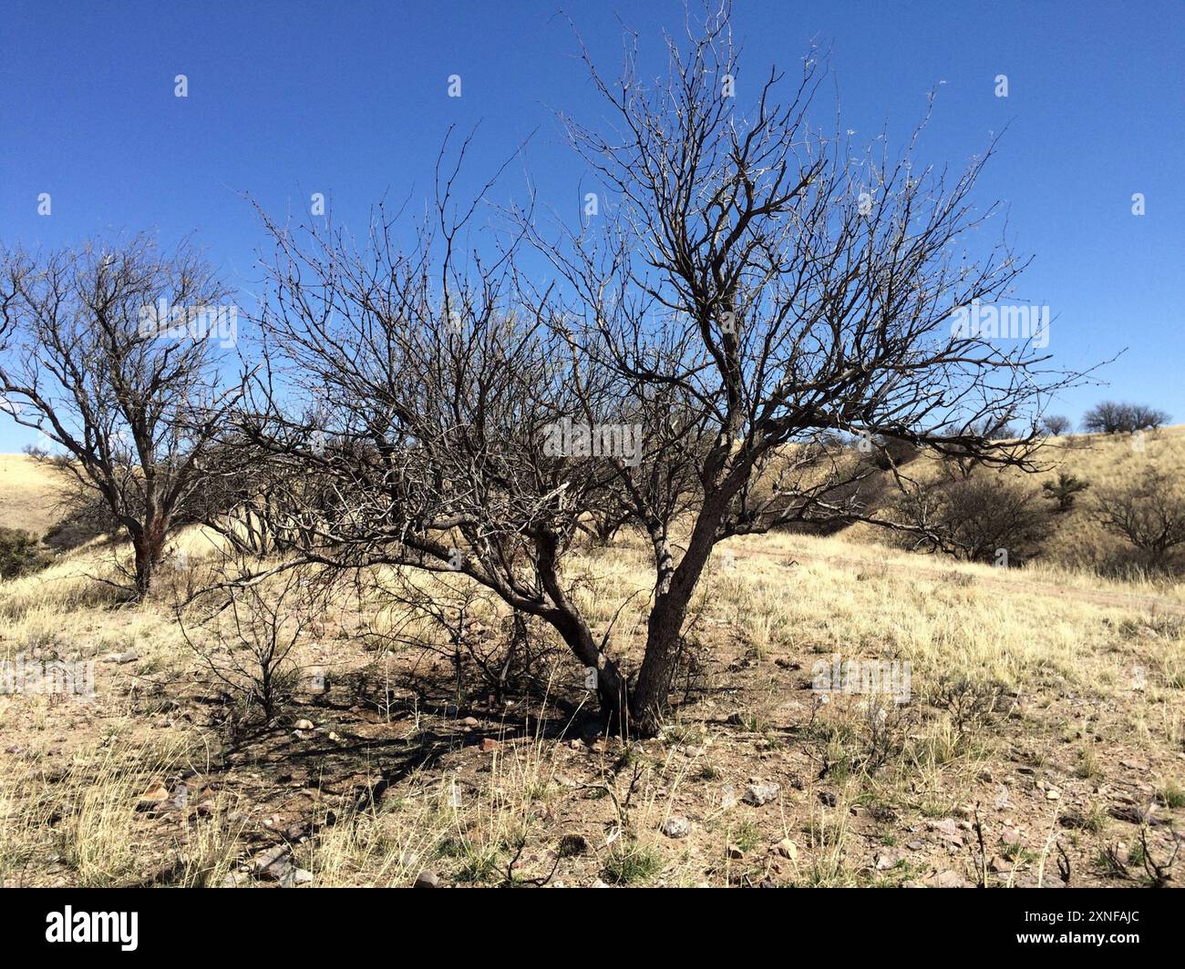 Velvet mesquite hi-res stock photography and images - Alamy