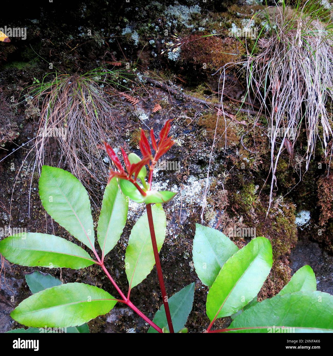 butterspoon tree (Cunonia capensis) Plantae Stock Photo - Alamy