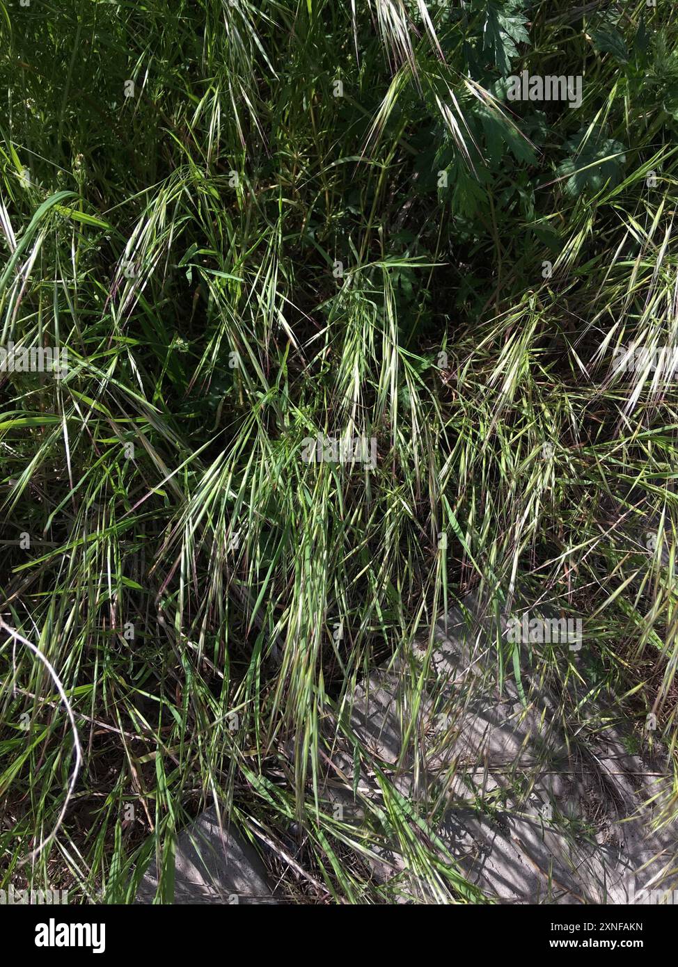 Cheatgrass (Bromus tectorum) Plantae Stock Photo - Alamy