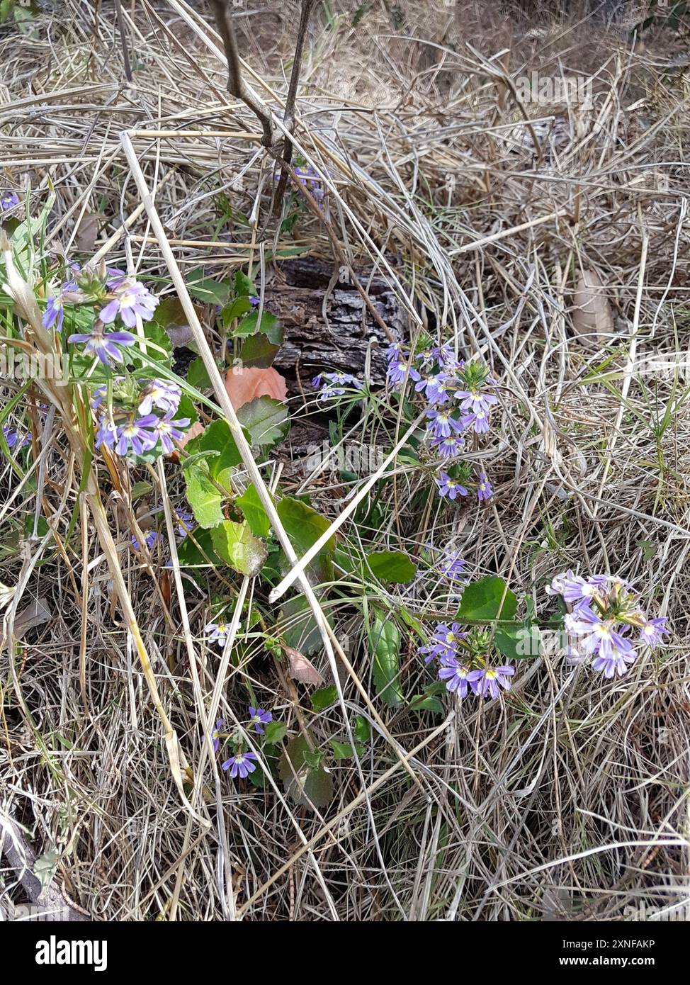 Fairy Fan-flower (Scaevola aemula) Plantae Stock Photo - Alamy