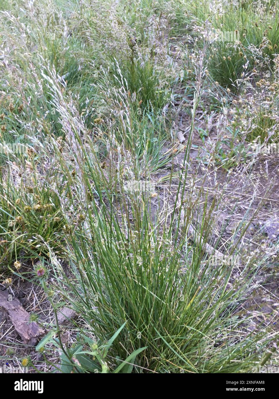 tufted hair grass (Deschampsia cespitosa) Plantae Stock Photo - Alamy