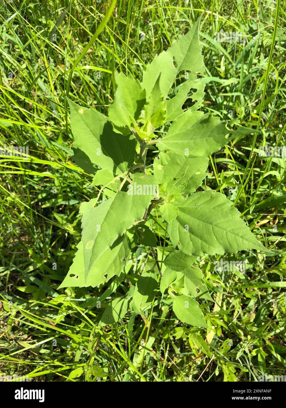 Sumpweed hi-res stock photography and images - Alamy