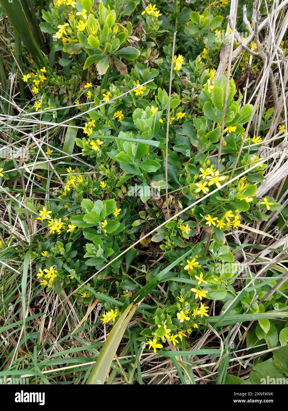 Bietou (Osteospermum moniliferum) Plantae Stock Photo - Alamy