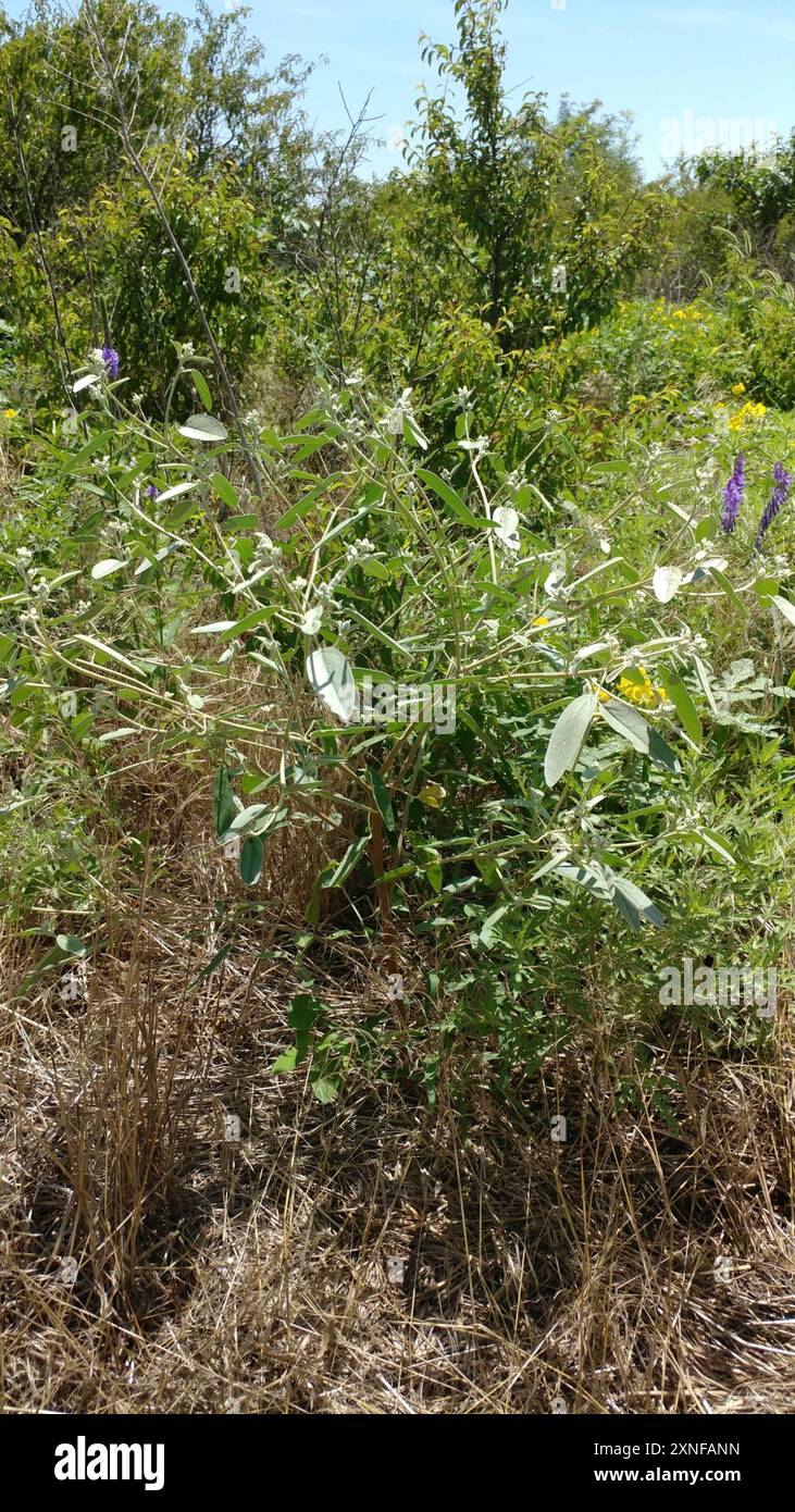 skunkweed (Croton texensis) Plantae Stock Photo - Alamy