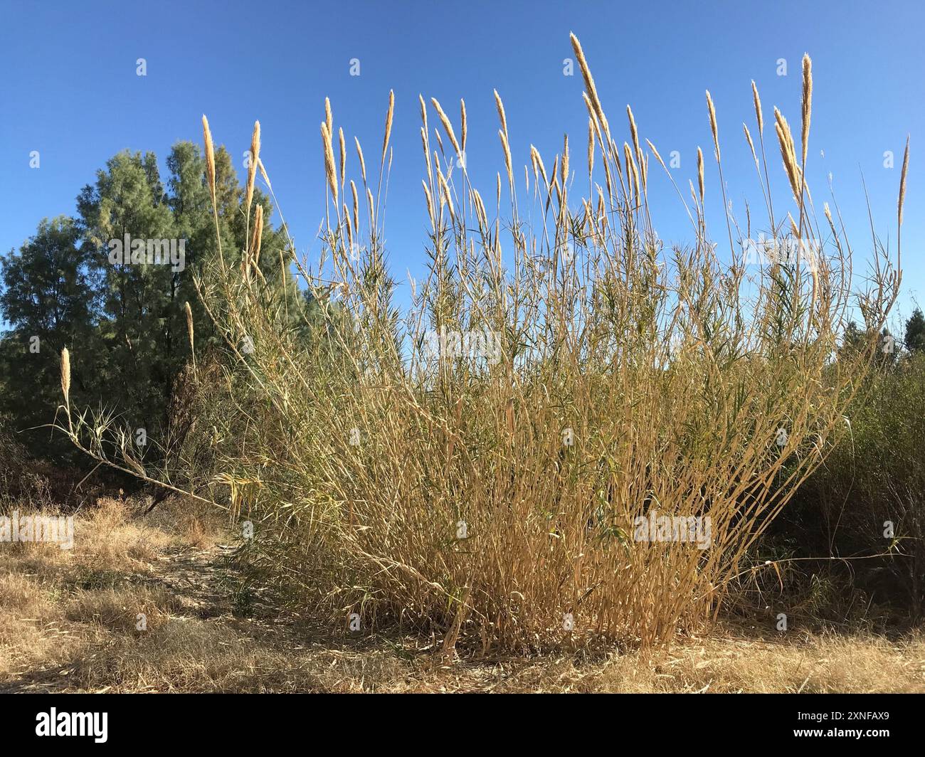 giant reed (Arundo donax) Plantae Stock Photo - Alamy