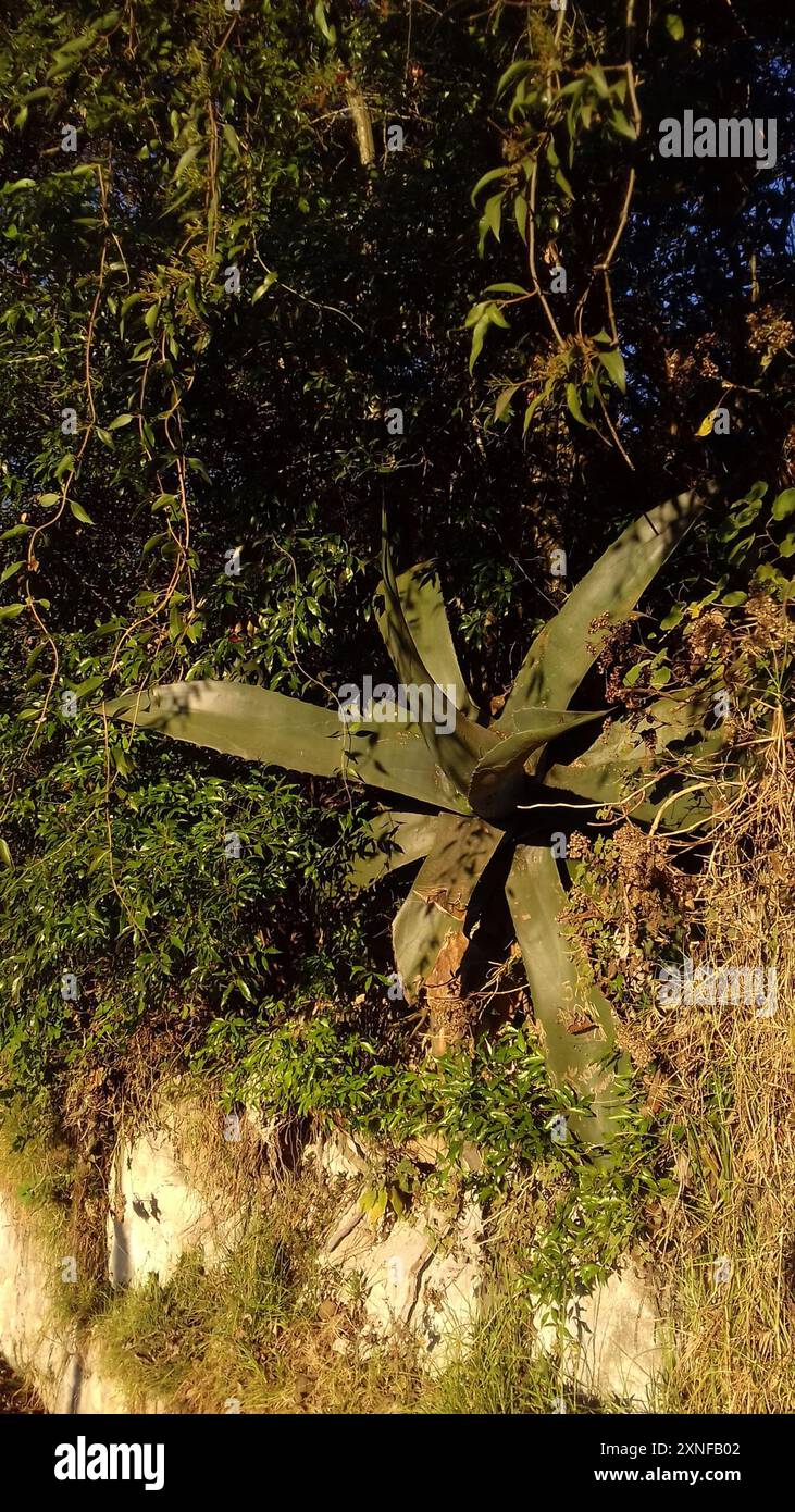 Pulque agave (Agave salmiana) Plantae Stock Photo - Alamy