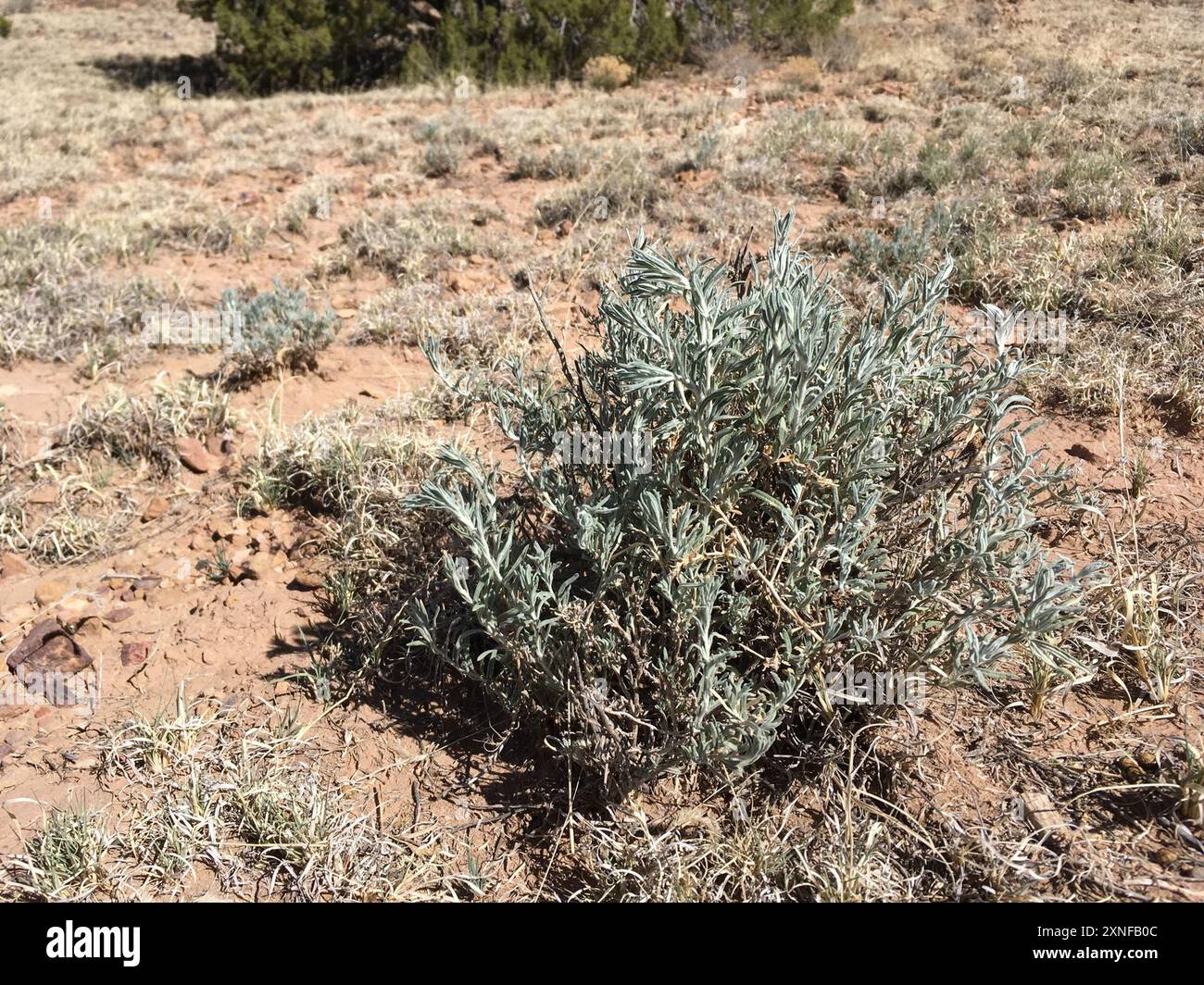 Winterfat (Krascheninnikovia lanata) Plantae Stock Photo - Alamy