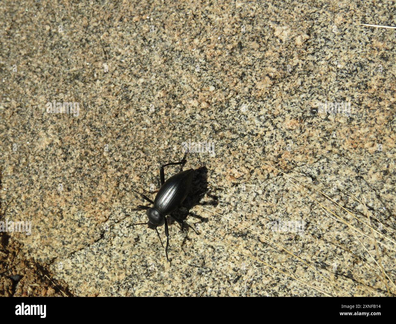 Eleodes acuticauda hi-res stock photography and images - Alamy