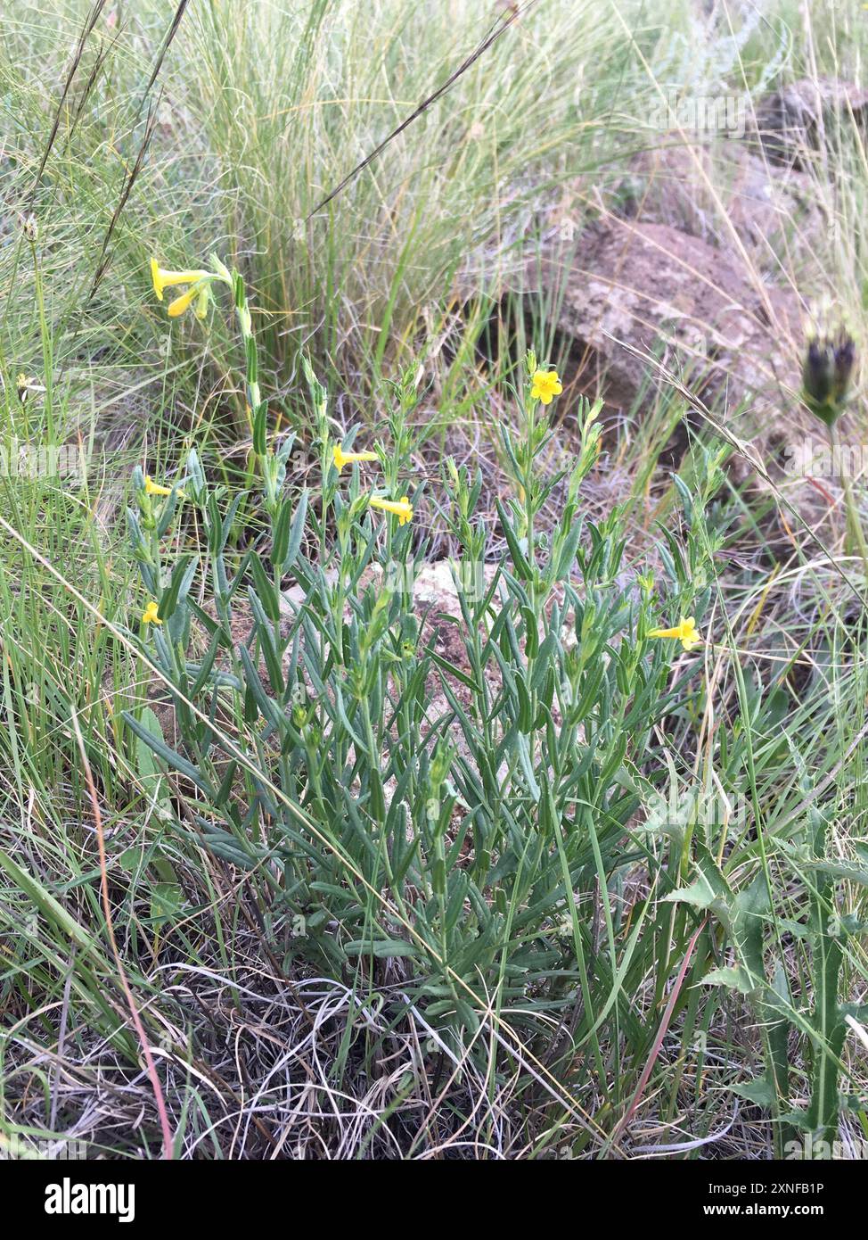 manyflowered gromwell (Lithospermum multiflorum) Plantae Stock Photo ...