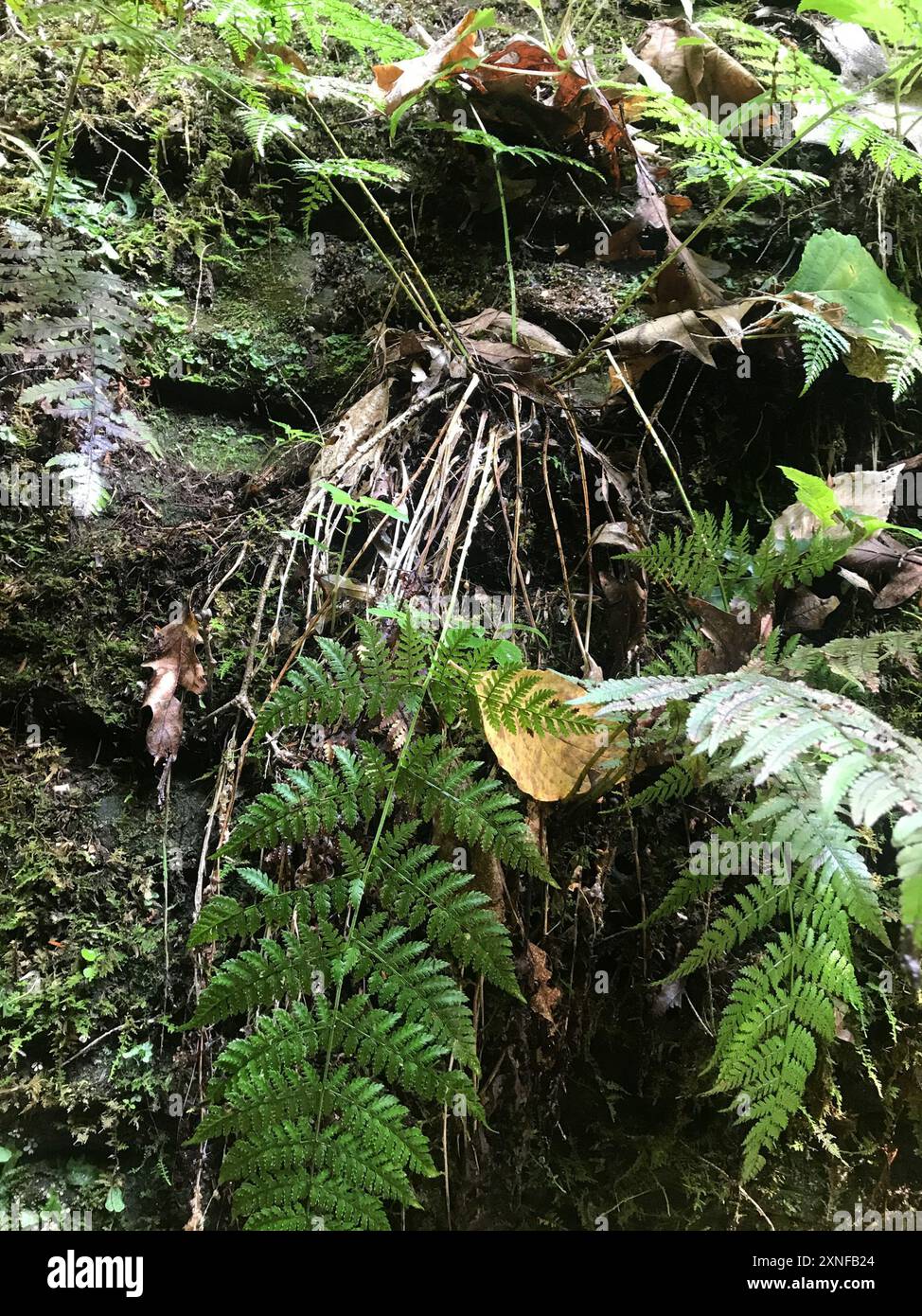 intermediate wood fern (Dryopteris intermedia) Plantae Stock Photo - Alamy