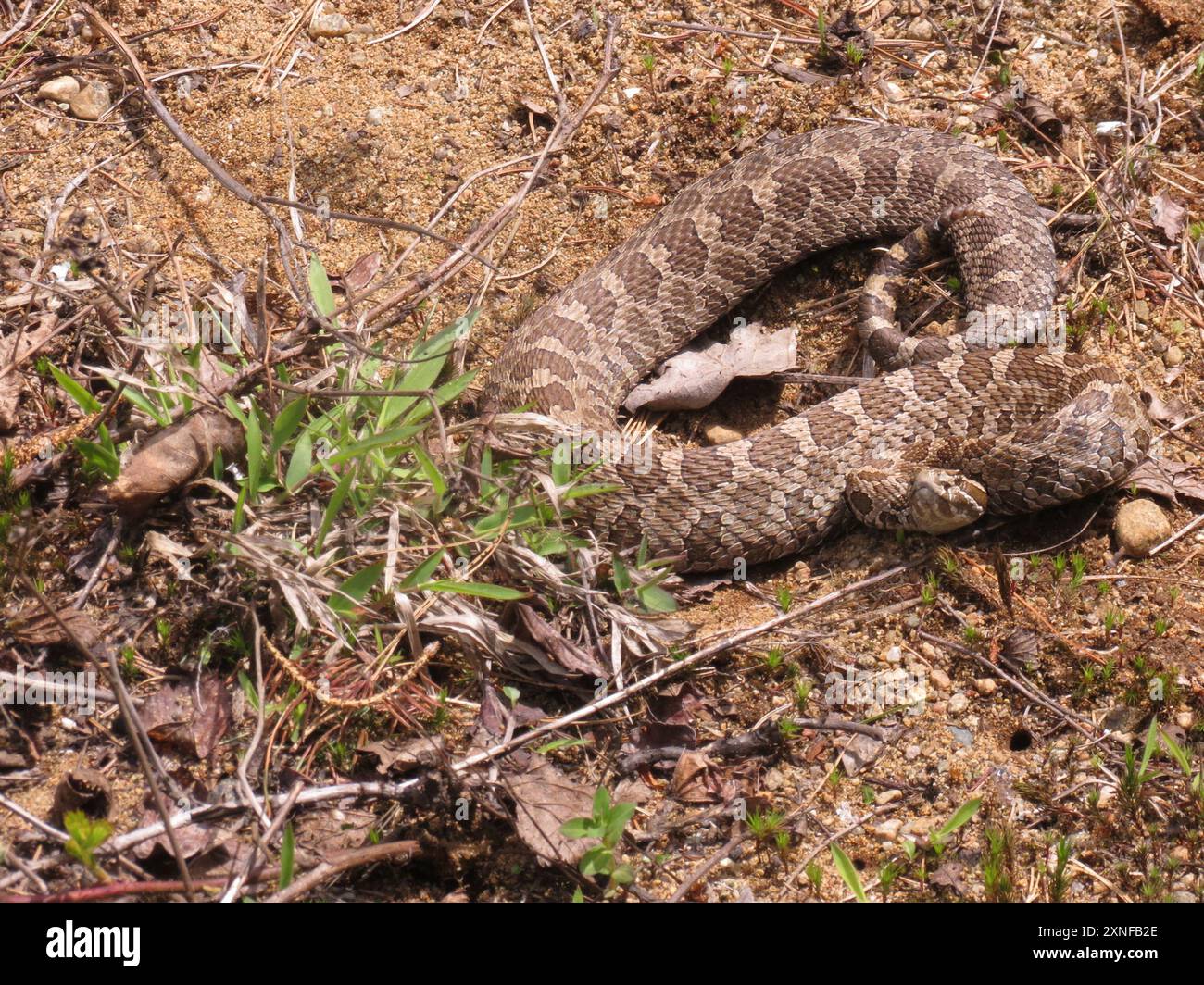 Massasauga (Sistrurus catenatus) Reptilia Stock Photo - Alamy