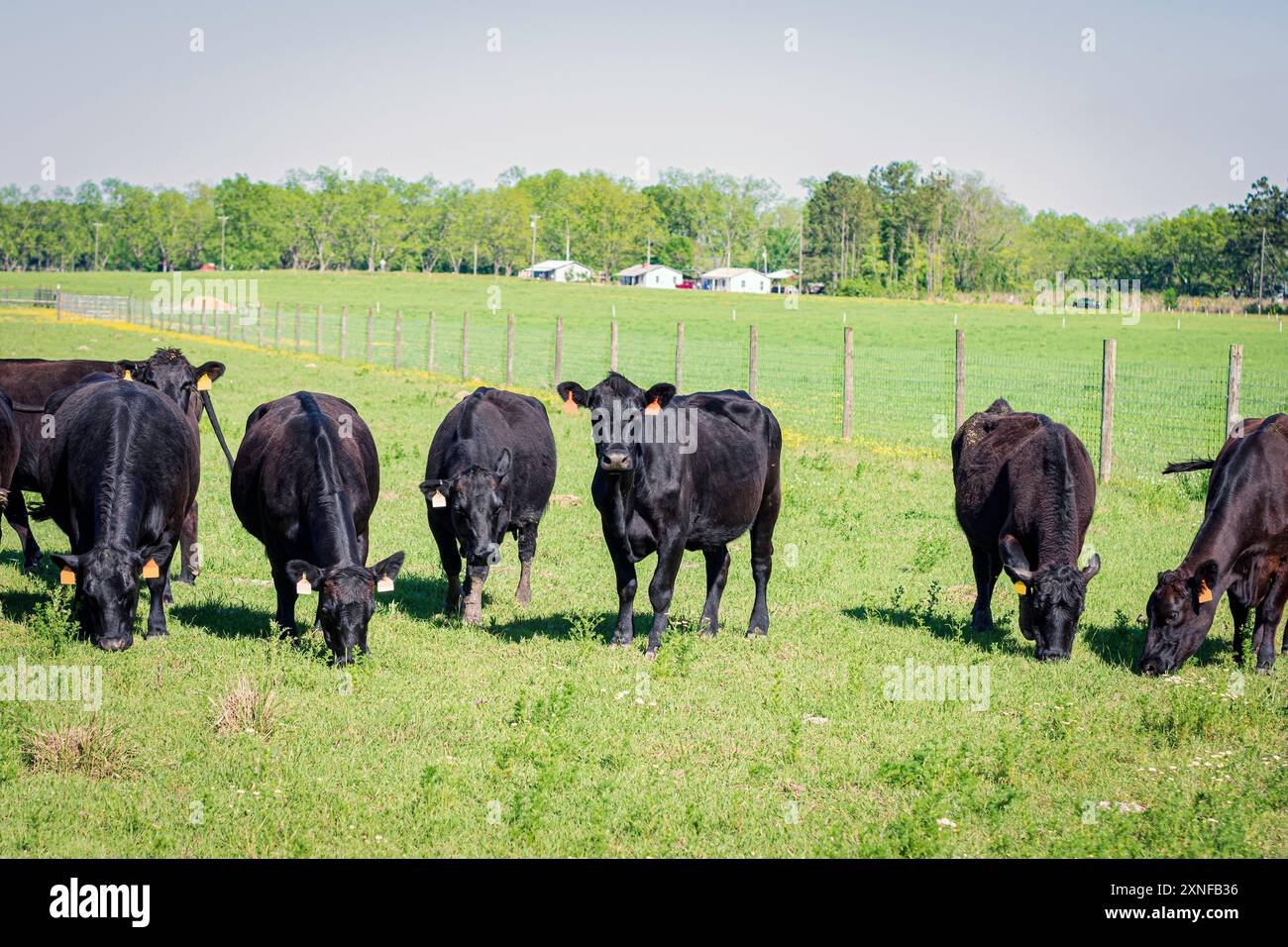 Line of Angus cows in a springtime pasture with fence and farm house in ...