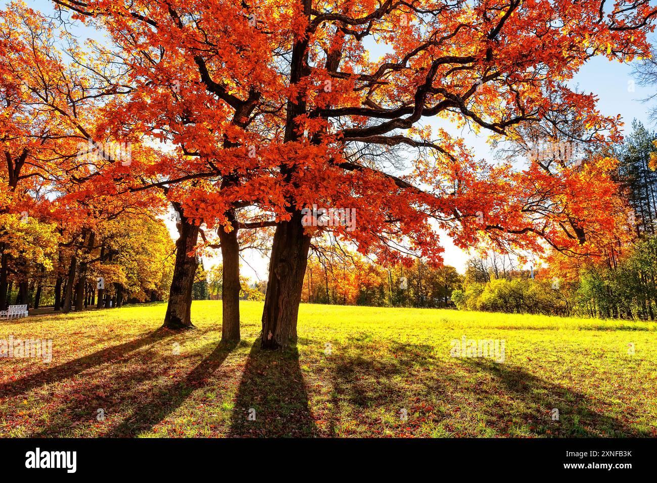 Orange color trees, green grass and red brown leaves in fall city park ...