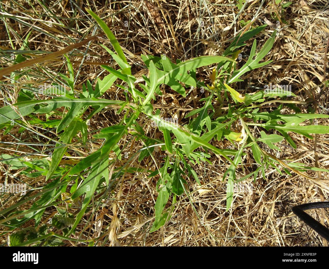 Perennial Wall-rocket (Diplotaxis tenuifolia) Plantae Stock Photo - Alamy