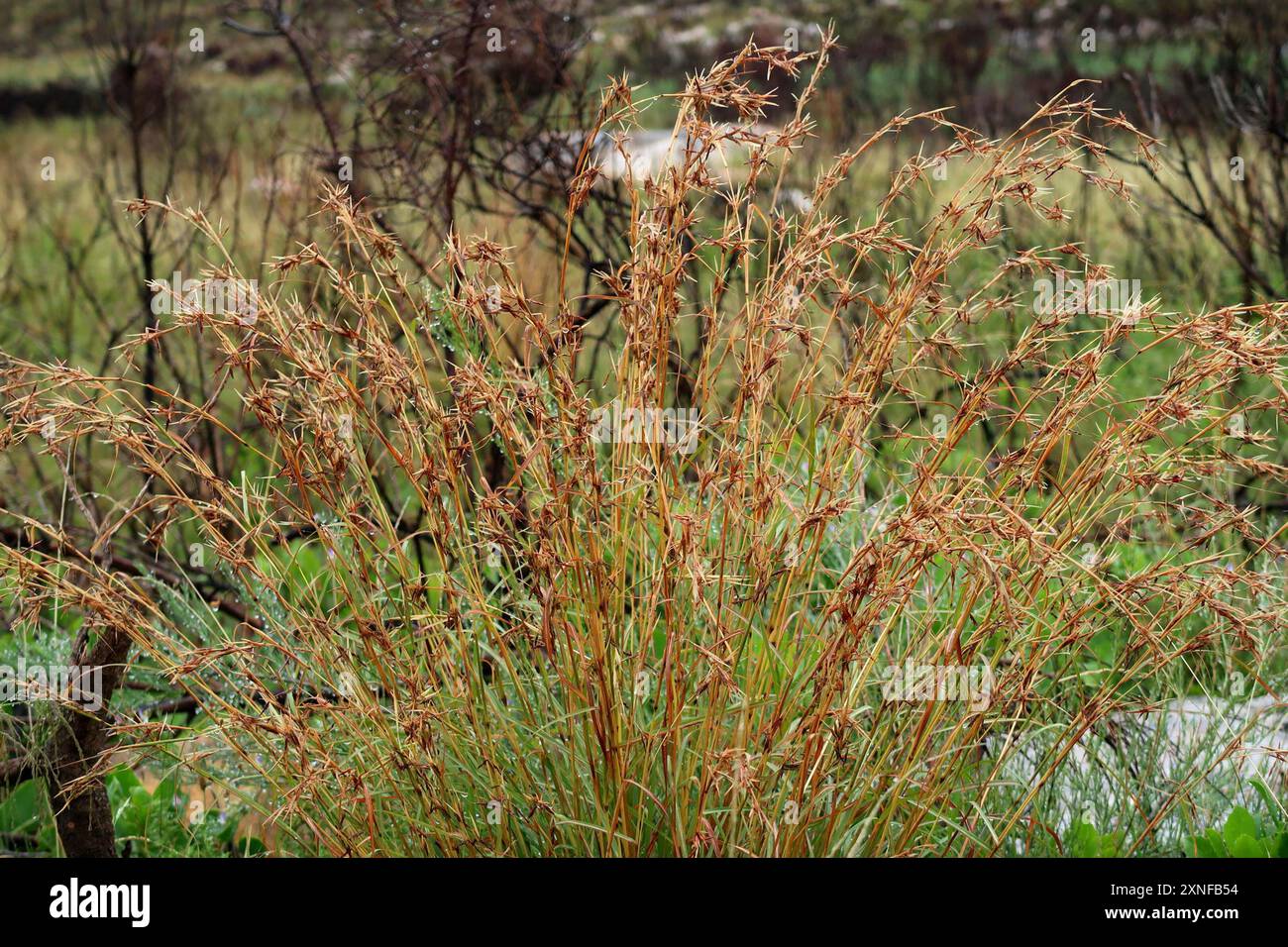 Kangaroo Grass (Themeda triandra) Plantae Stock Photo - Alamy