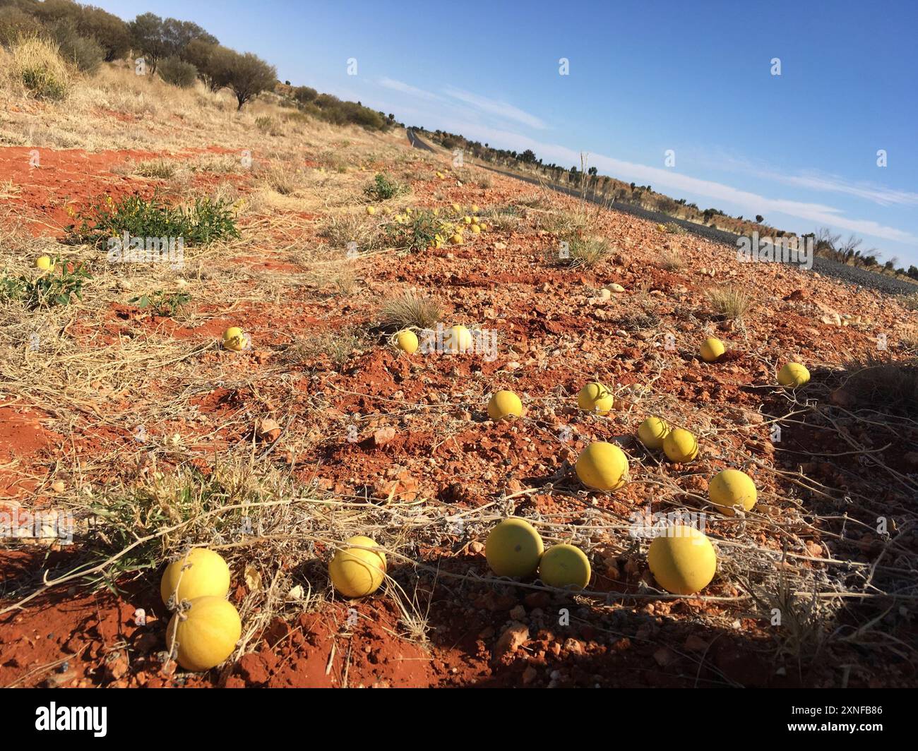 Colocynth (Citrullus colocynthis) Plantae Stock Photo - Alamy