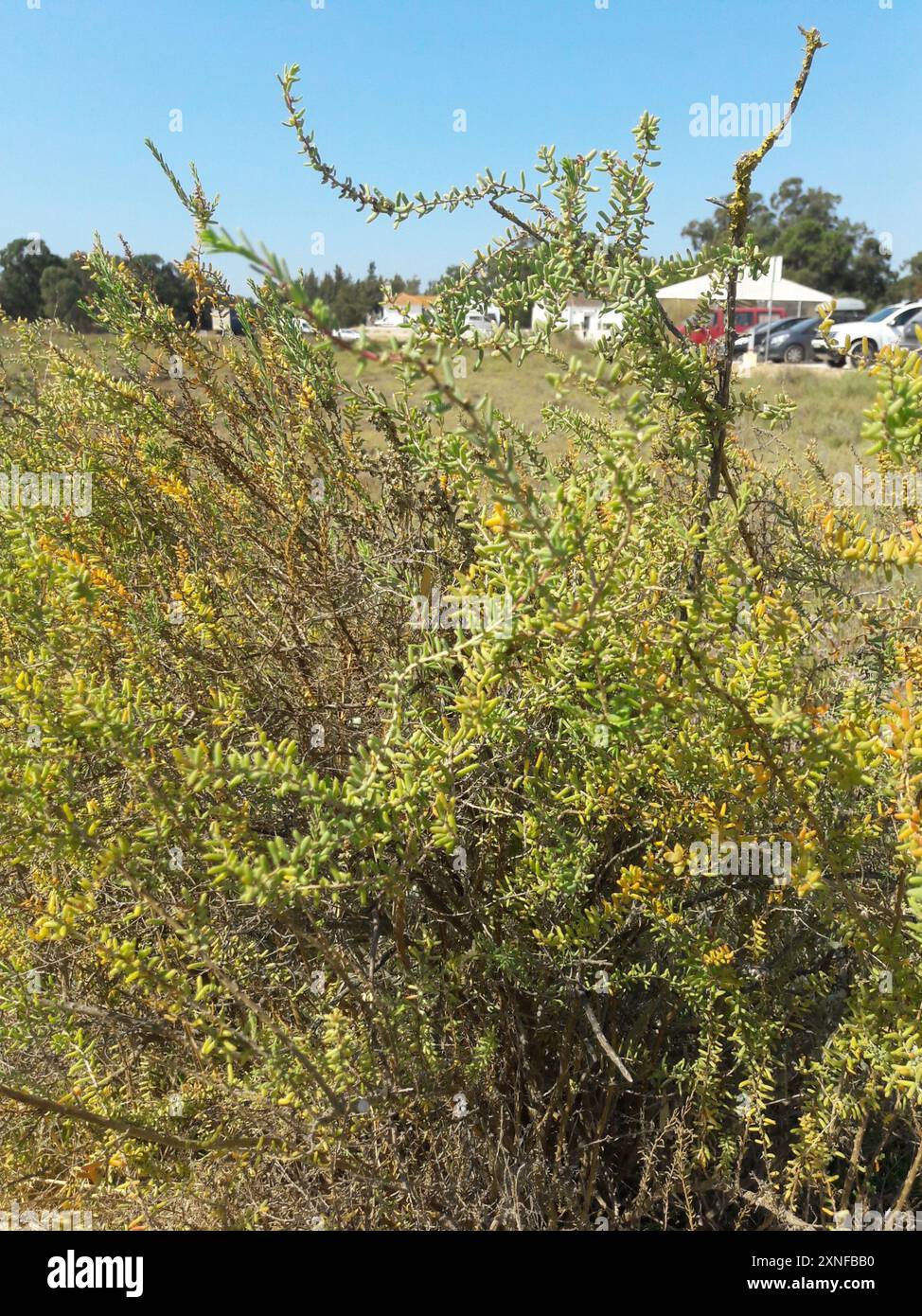 Shrubby Seablite (Suaeda vera) Plantae Stock Photo - Alamy