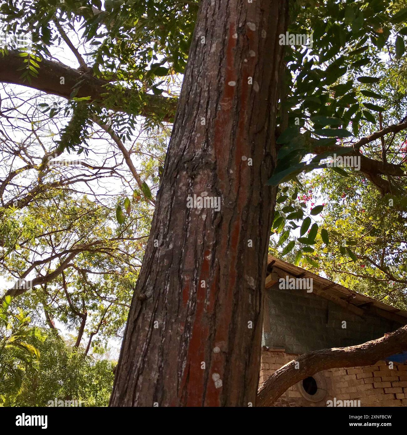 West Indies Cedrela (Cedrela odorata) Plantae Stock Photo - Alamy