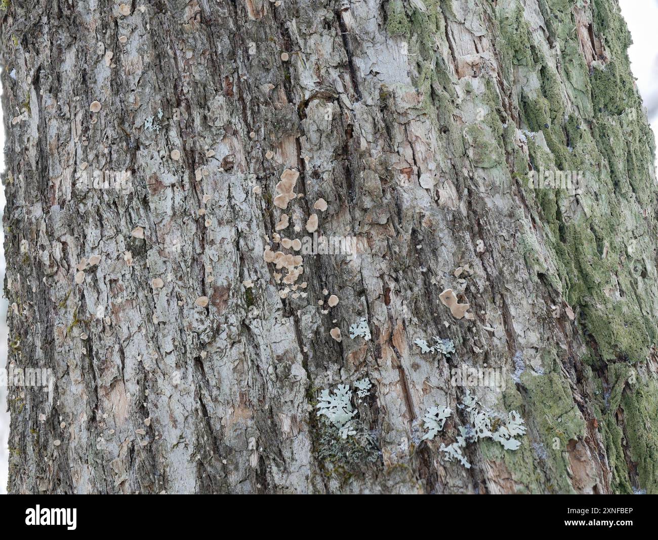 Smooth Patch Disease (Aleurodiscus oakesii) Fungi Stock Photo - Alamy