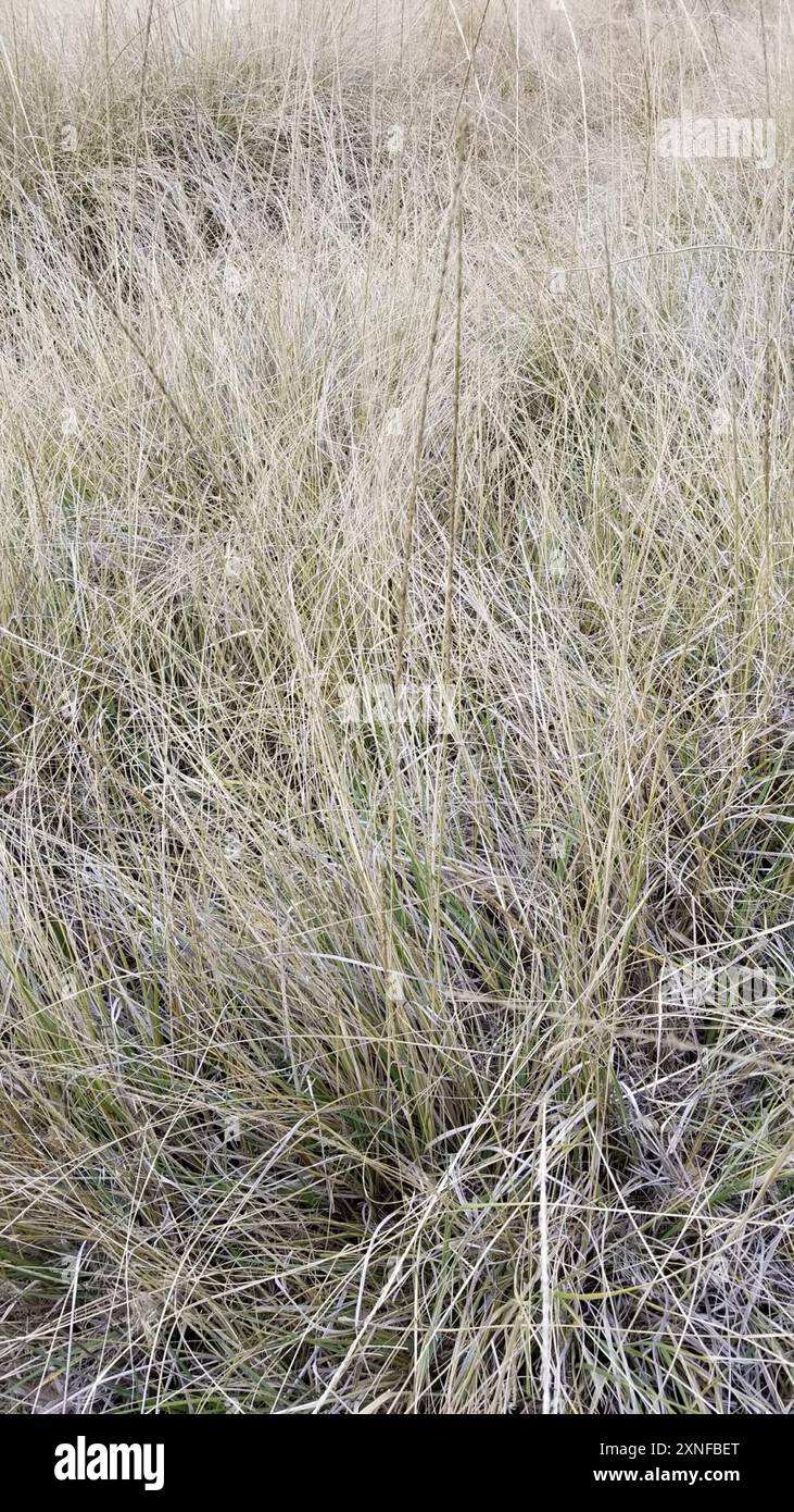 deergrass (Muhlenbergia rigens) Plantae Stock Photo - Alamy